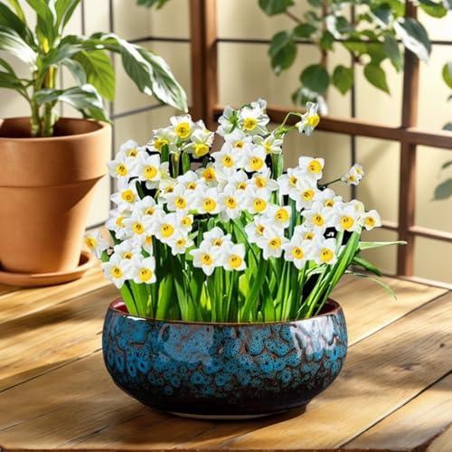 Vista Auction - MaiQidd Lotus Bowl Planter, Lotus Bowls for Planting in ...